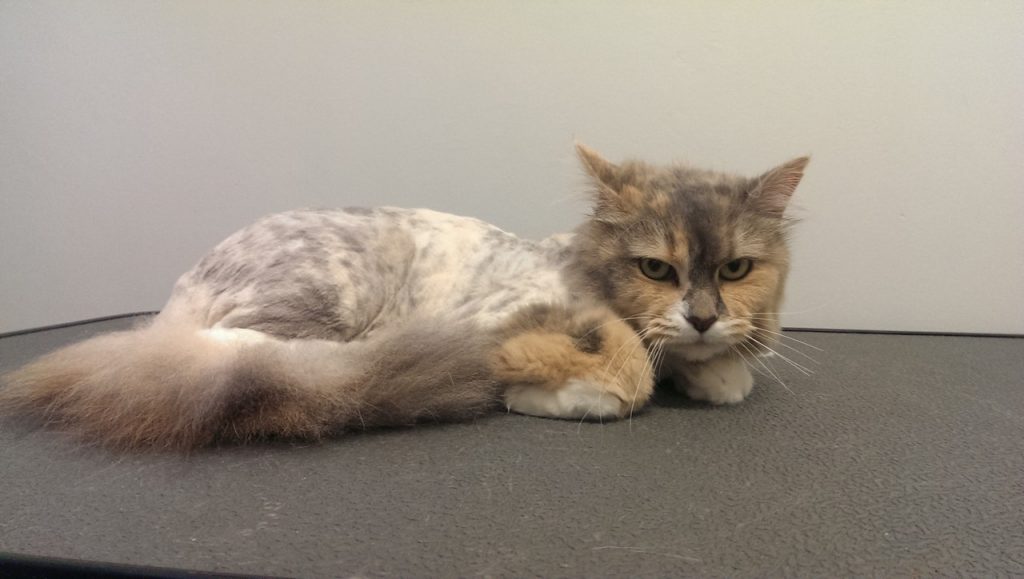 Kattentrimsalon met aandacht en liefde voor je kat - PUUR Kattentrimsalon